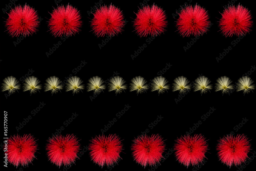 Collection of red powder puff flowers or Calliandra haematocephala ...