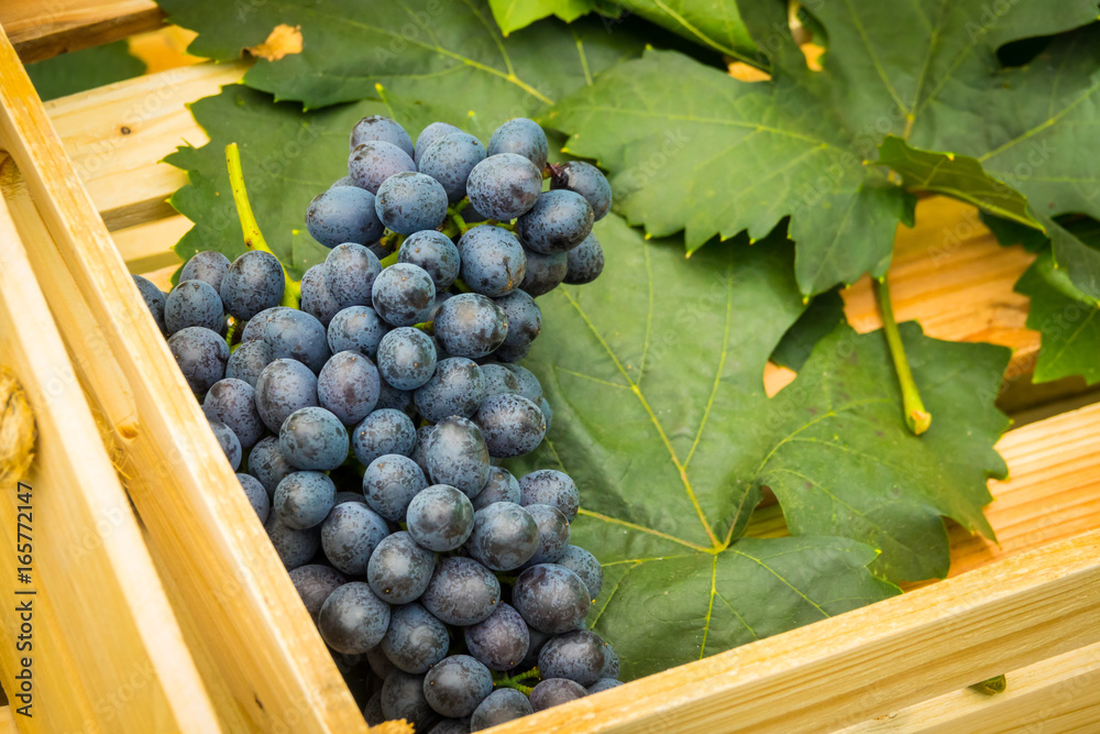 Purple grapes in Northern grape farm in Northern Thailand for fresh ...