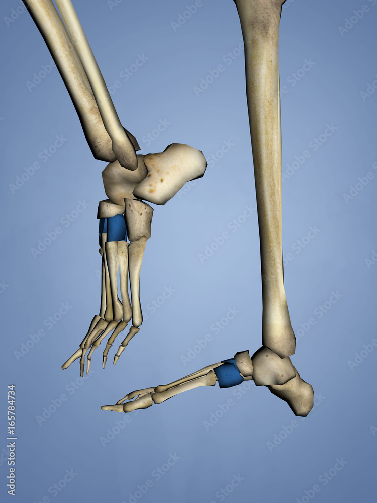 Cuneiform Bones, 3D Model Stock Illustration | Adobe Stock