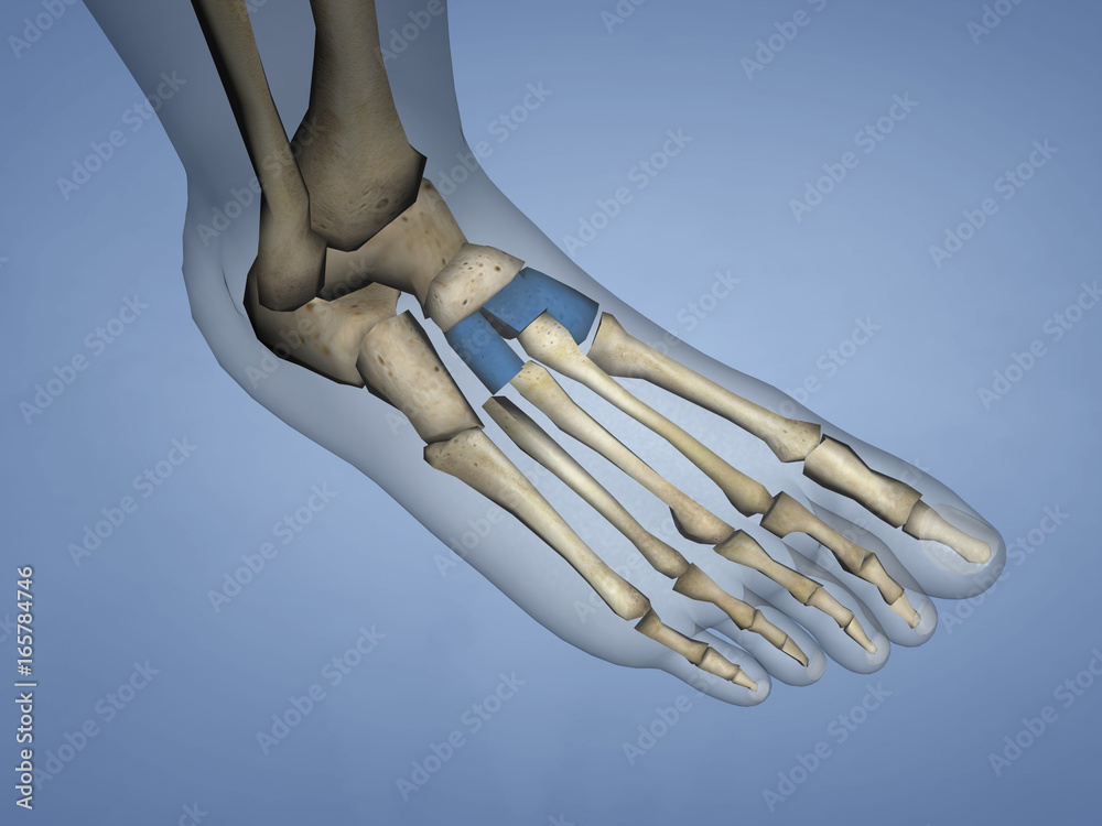 Cuneiform Bones, 3D Model Stock Illustration | Adobe Stock