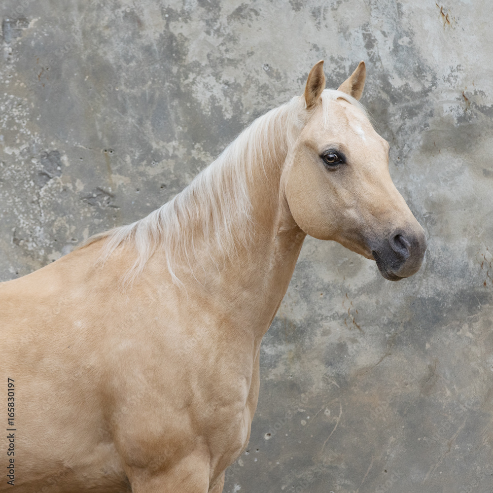 Light Palomino Horse