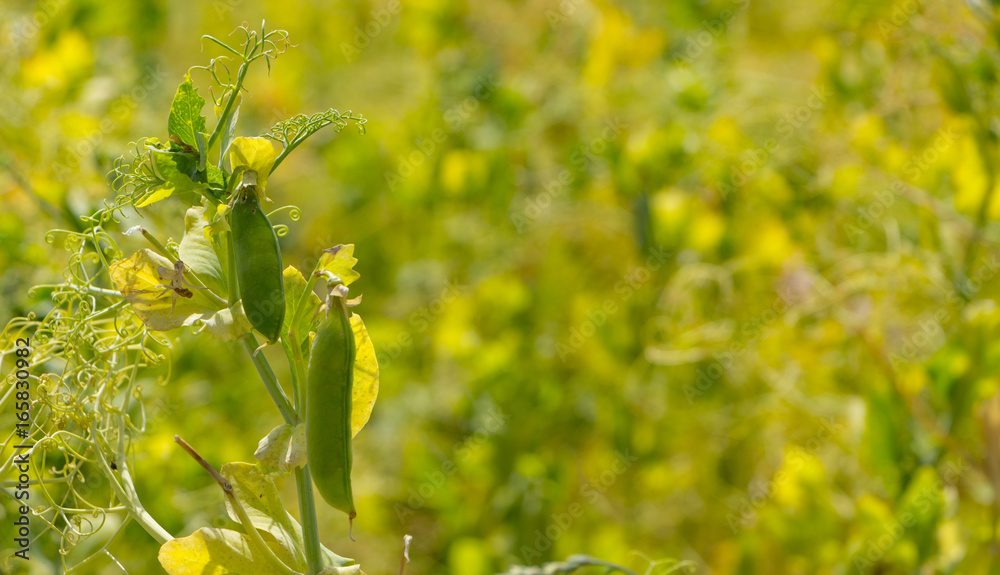 Mature pods of peas, yellow, ready to harvest foto de Stock | Adobe Stock