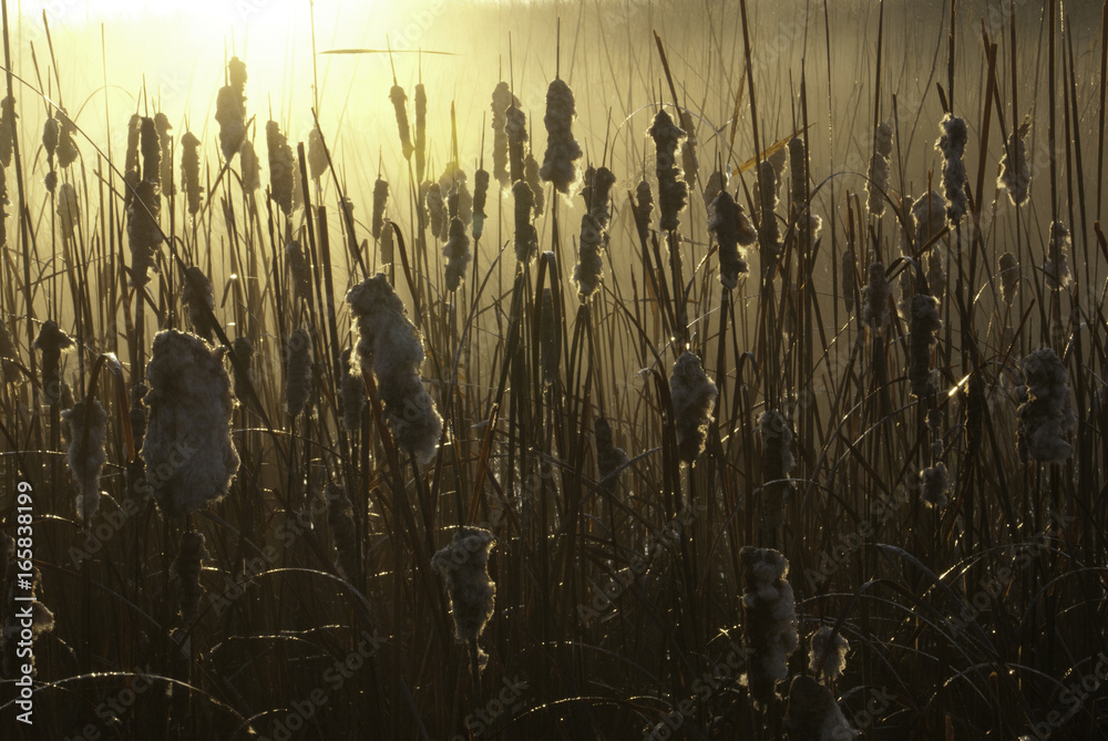 cattails (typha latifolia) at sunrise around a wetland marsh in Indiana ...