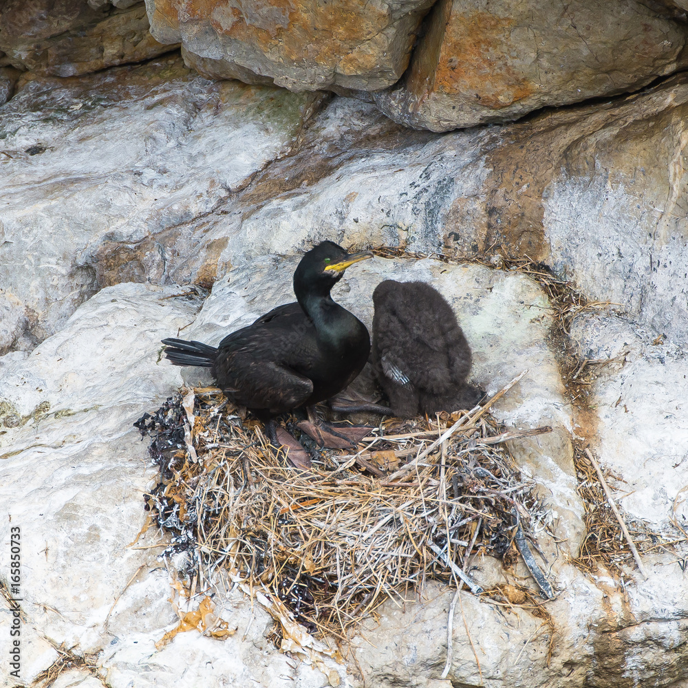 Great Cormorant, Phalacrocorax carbo, sea bird in the nest with baby ...
