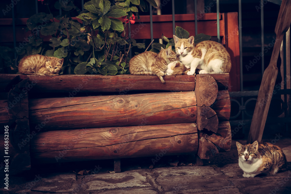 Cute red cats family with kitten resting on wooden logs in rural ...