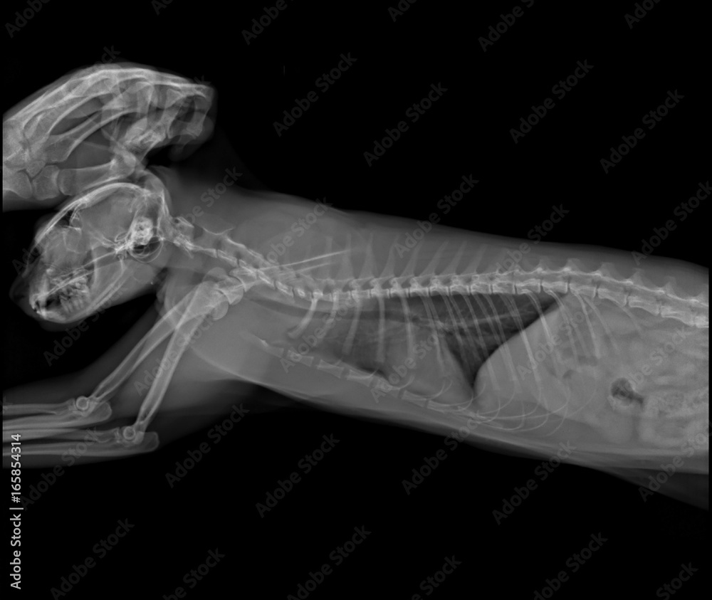 The veterinarian's hand fixes a young healthy cat in lateral view ...