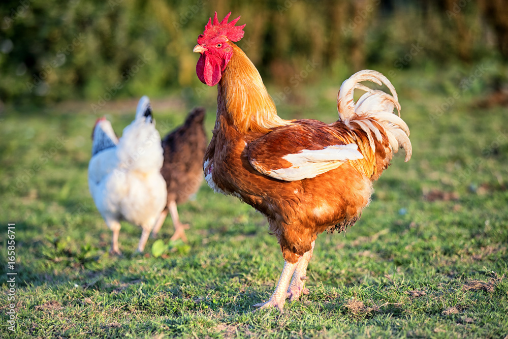 Cockerel stood in field in British Farm with free range chickens Stock ...