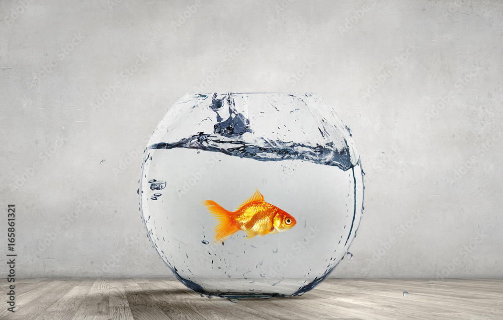 Goldfish jumping from aquarium Stock Photo | Adobe Stock