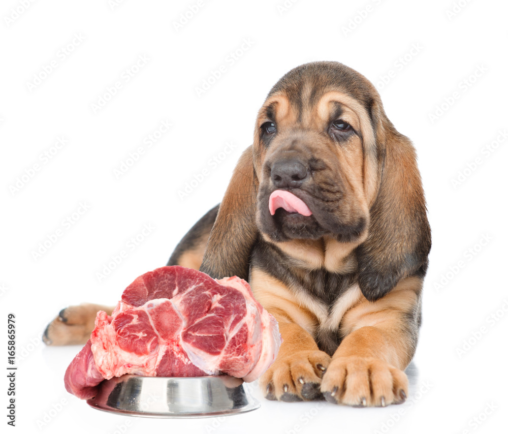 Puppy with bowl of raw meat licking lips. isolated on white background ...