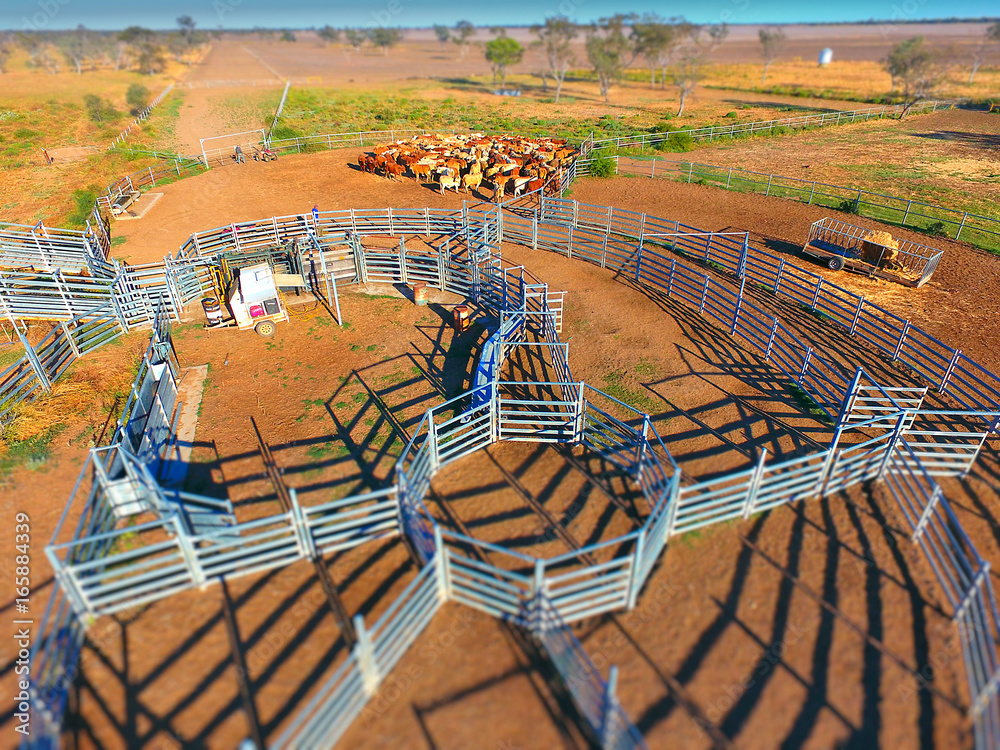 Aerial view of Outback Cattle mustering featuring herd of livestock ...
