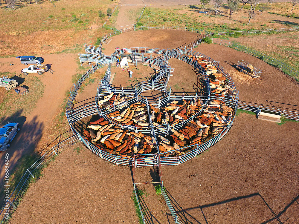 Aerial view of Outback Cattle mustering featuring herd of livestock ...
