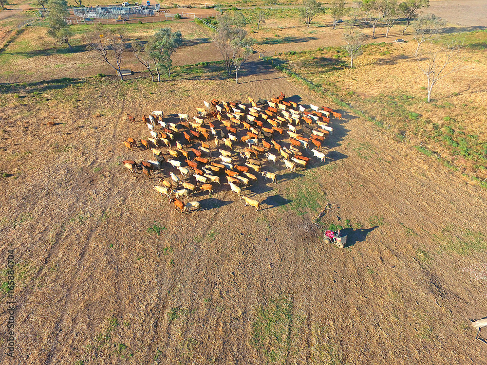 Aerial view of Outback Cattle mustering featuring herd of livestock ...