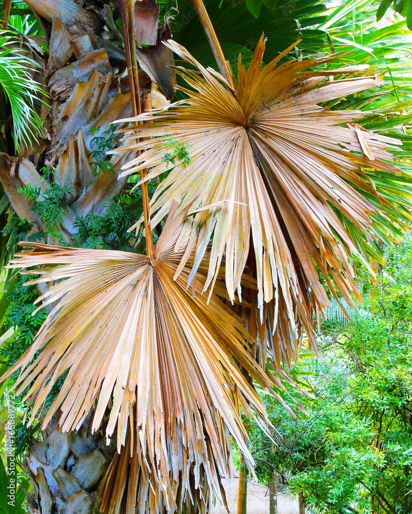 The Talipot Palm - Corypha Umbraculifera is one of the largest palms in ...