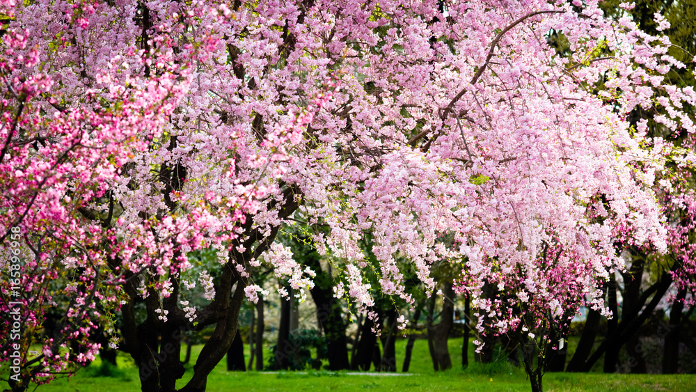 満開のしだれ桜 Stock Photo | Adobe Stock