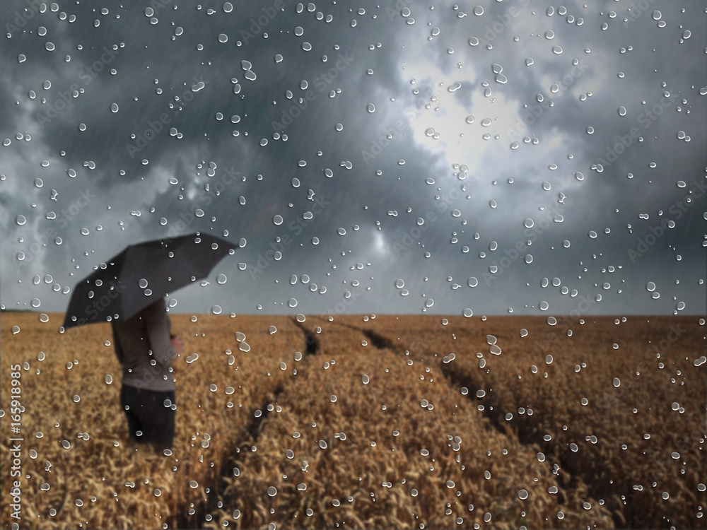 Frau steht mit Regenschirm bei starkem Regen in einem Weizenfeld foto ...