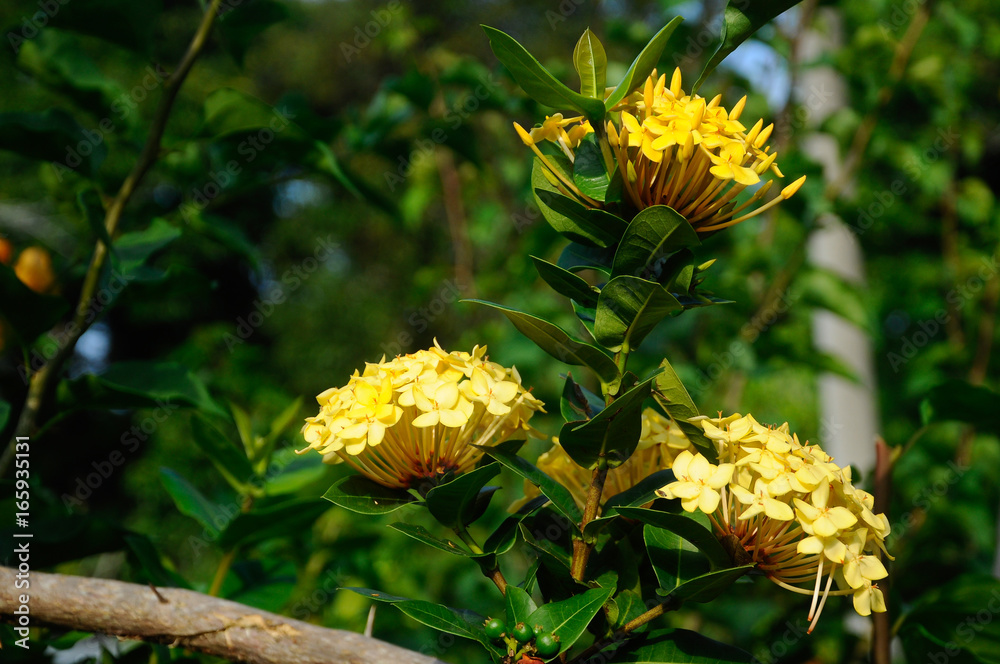 Ixora spp or scientific name is Ixora chinensis Lamk. Common name is ...