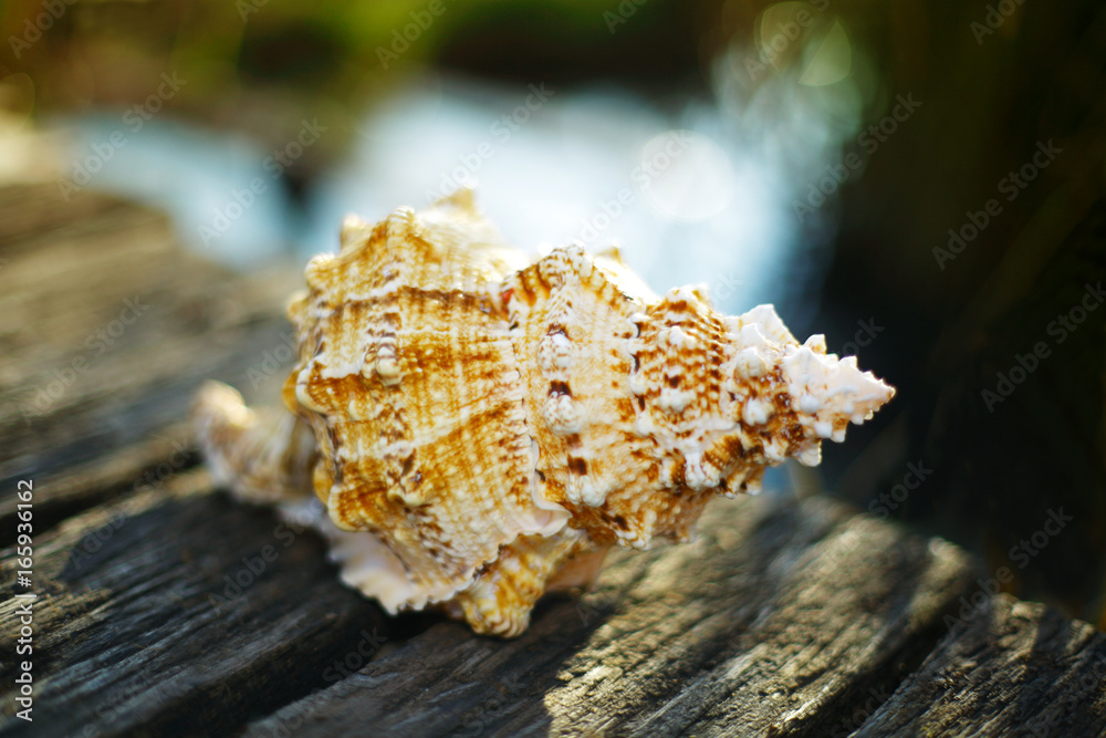 Muschel Stock Photo | Adobe Stock