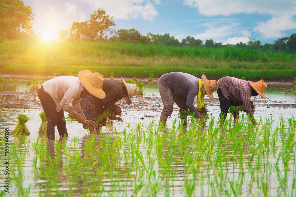 Farmers transplanting rice seedlings. Stock Photo | Adobe Stock