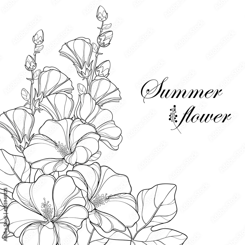 Vector bouquet with outline Alcea rosea or Hollyhock flower, bud and ...
