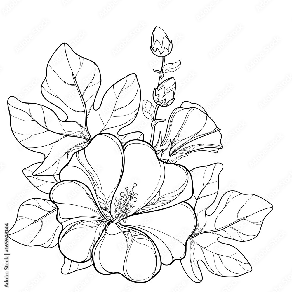 Hollyhock Flower Drawing