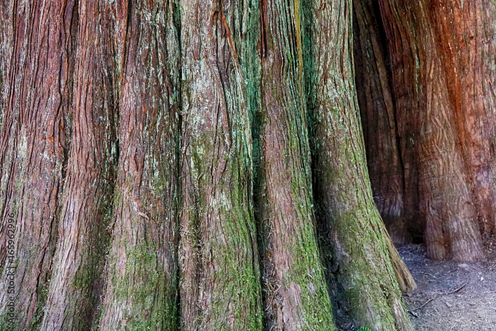 Western Red Cedar Bark
