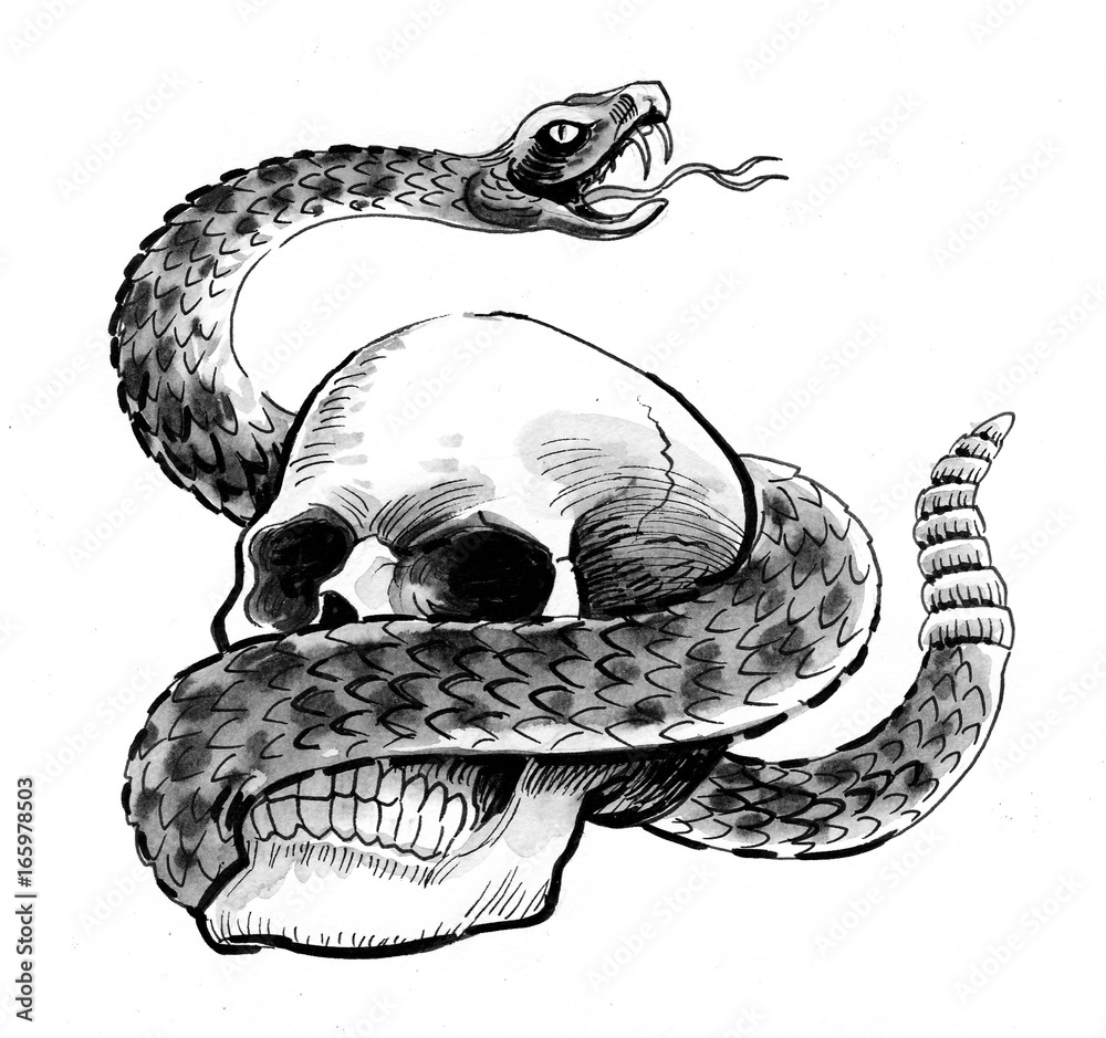 Human skull and a rattle snake Stock Illustration | Adobe Stock