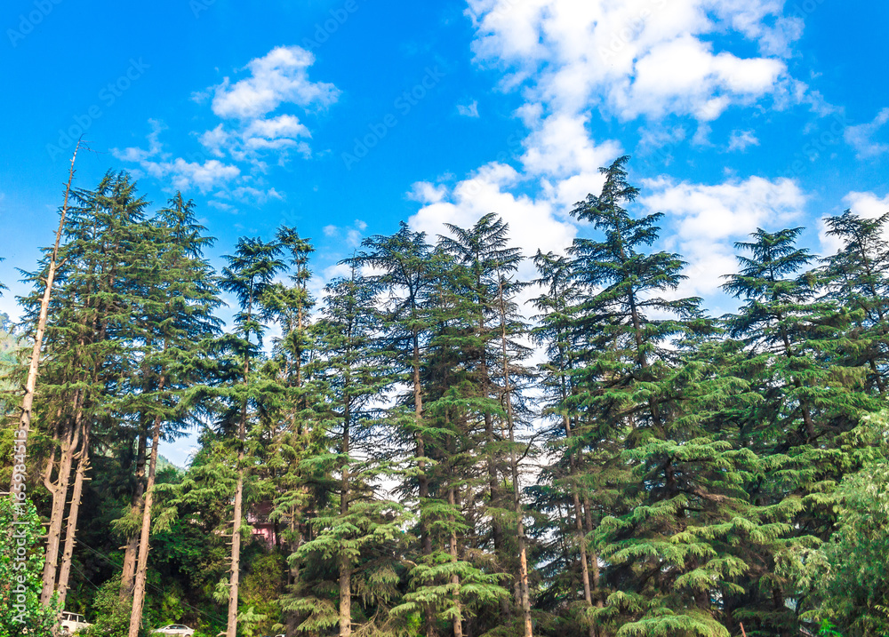 Alpine Stars - Long alpine trees in the green mountains of Kheerganga ...