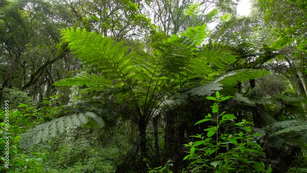 Vidéo Stock Giant Fern on Kilimanjaro Mountain. Rain forest vegetation ...