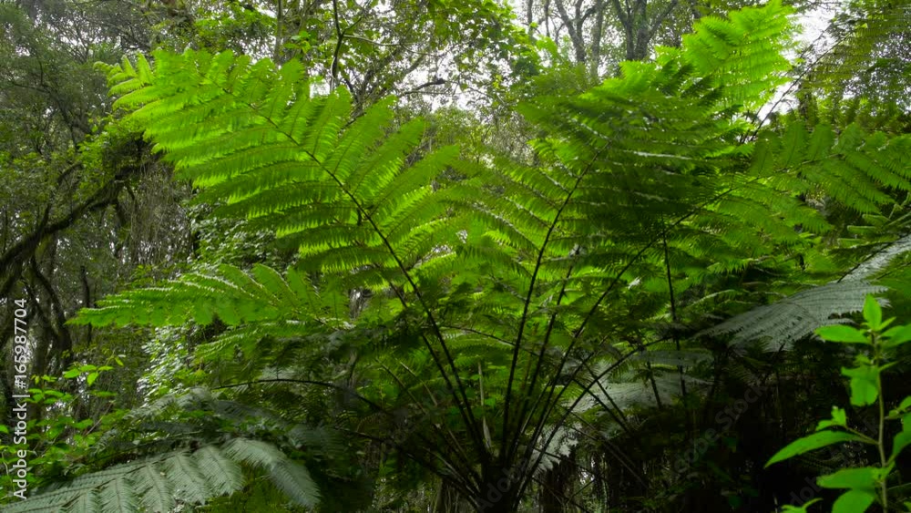 Giant Fern on Kilimanjaro Mountain. Rain forest vegetation. Giant fern ...