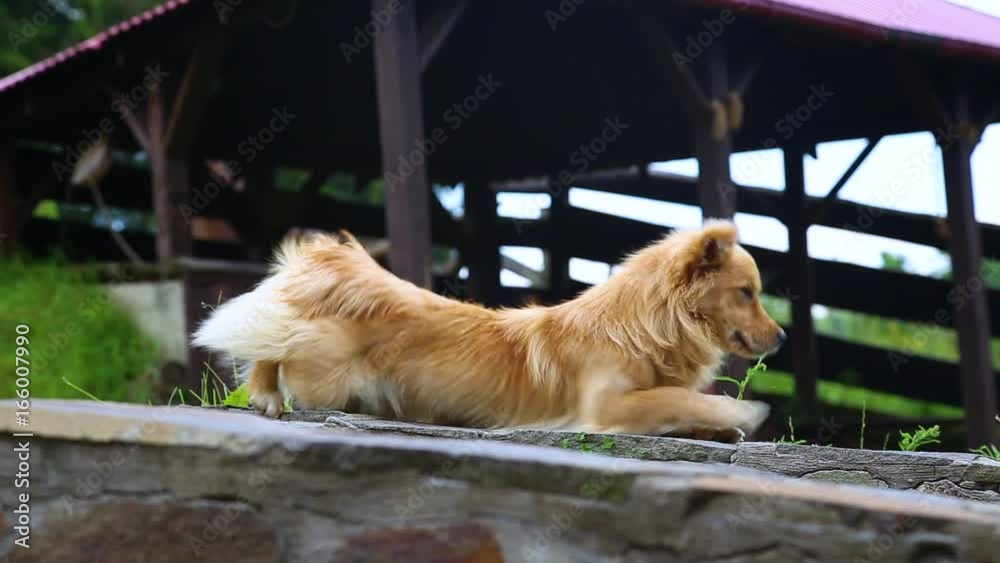 Portrait of cute small yellow dog laying outdoors and smelling ...