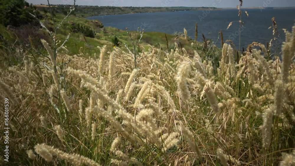 Untouched wild nature, grass on the slopes of the Hadzhibey estuary ...