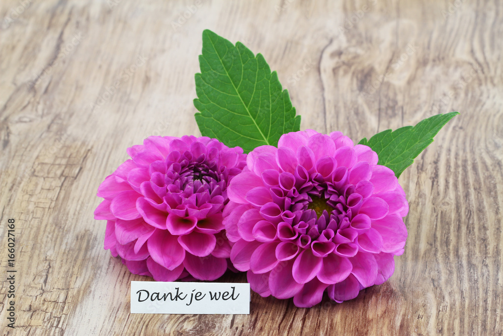 Dank je wel (thank you in Dutch) with two pink dahlia flowers Stock ...