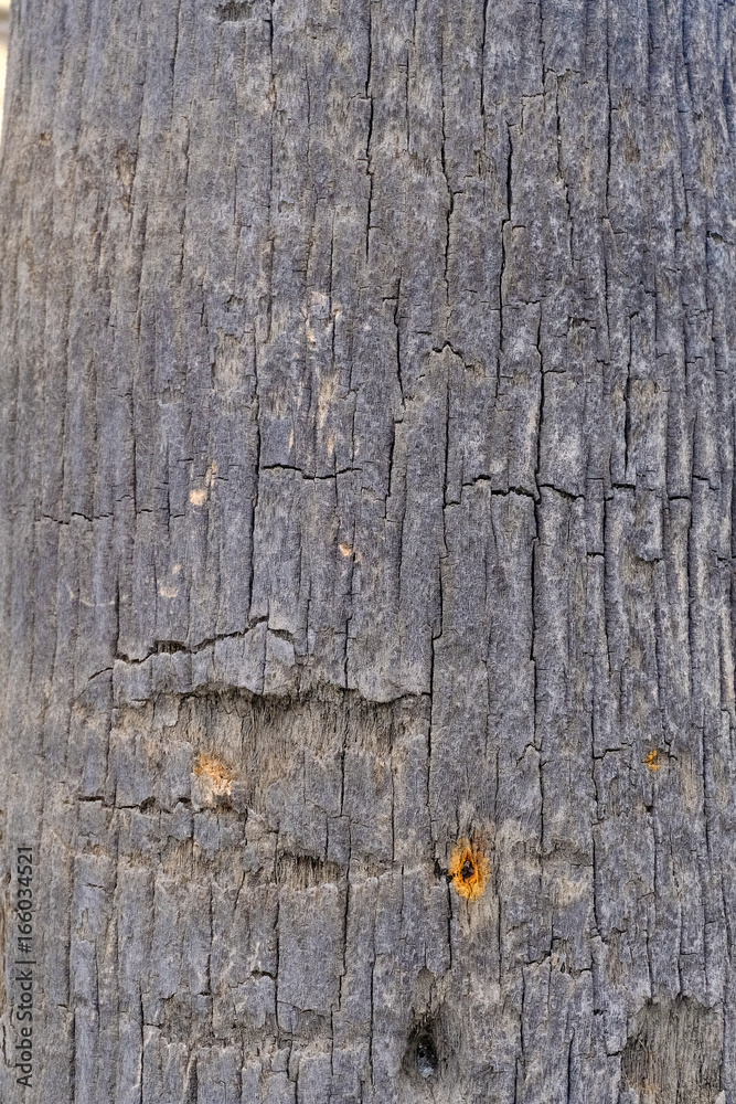 tree texture background Stock Photo | Adobe Stock