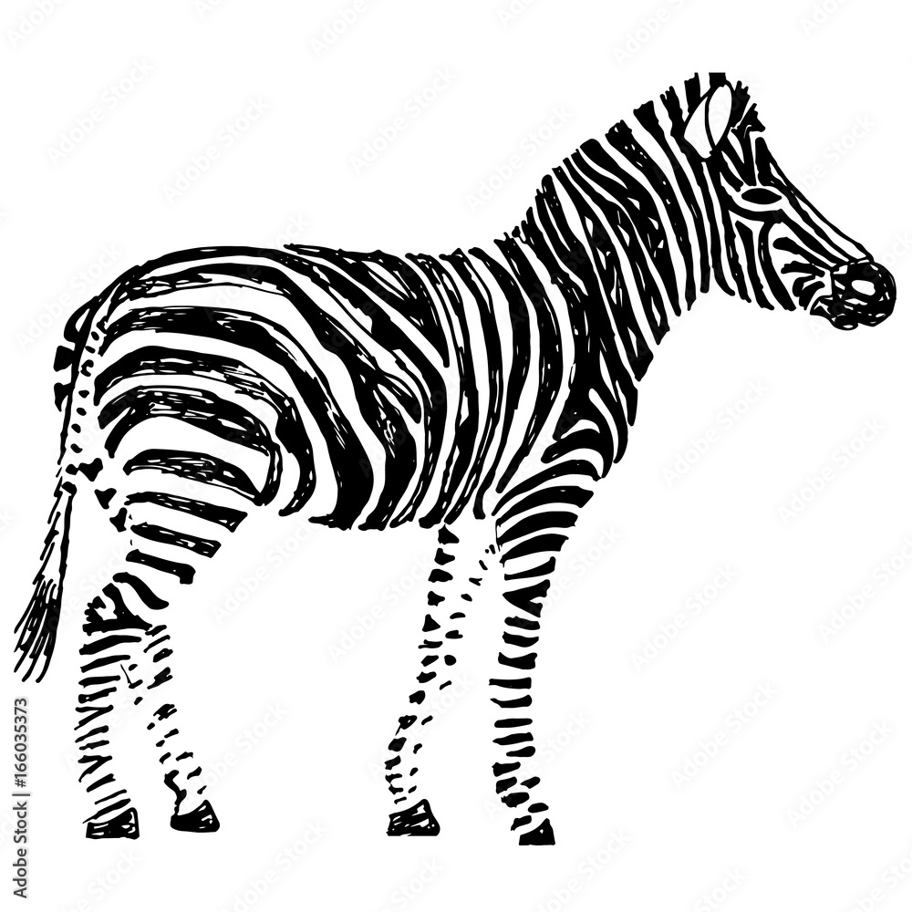 Zebra hand drawn. Object isolated on white. Stock Vector | Adobe Stock