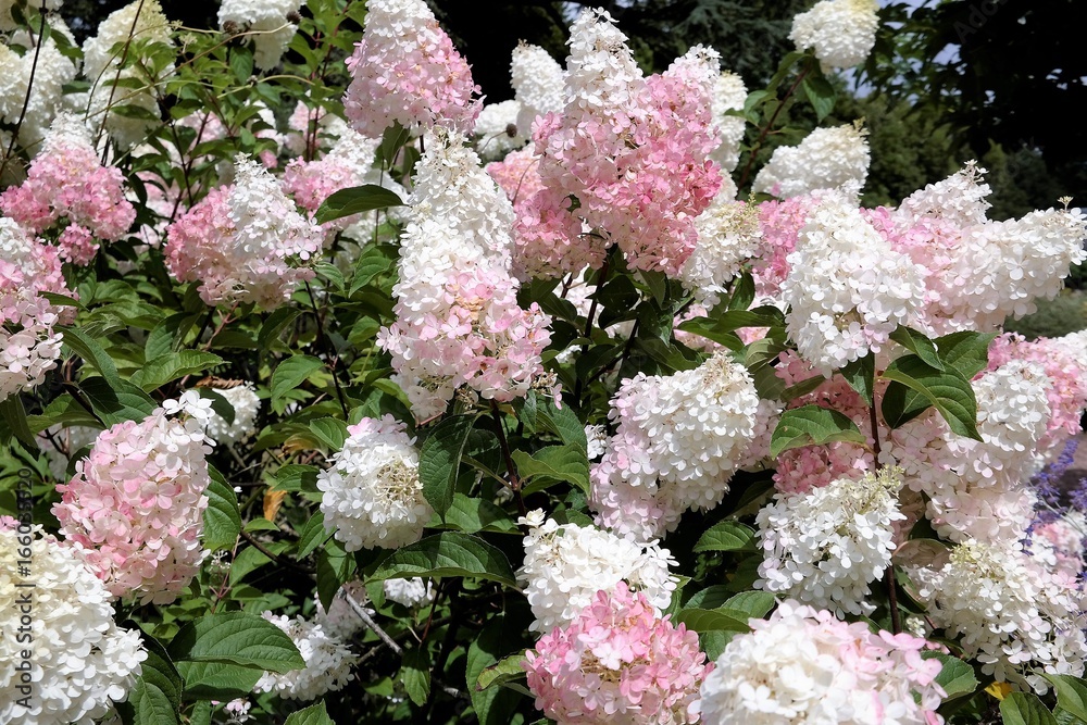 Hydrangea Limelight Paniculata plant. A decorative flowering hydrangea ...