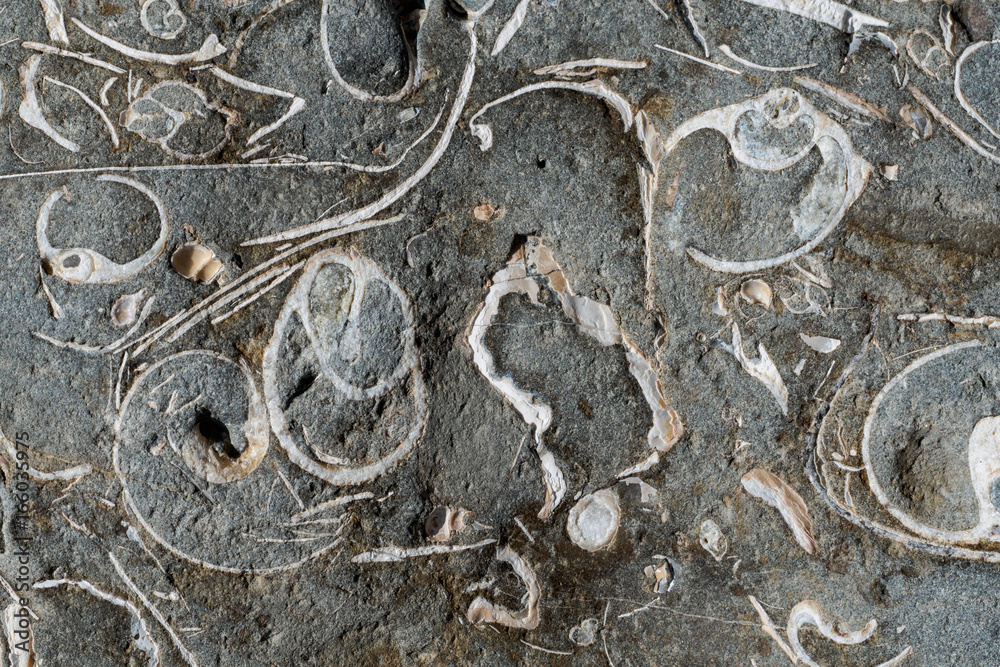 Sedimentary Rock with Shells Stock Photo | Adobe Stock