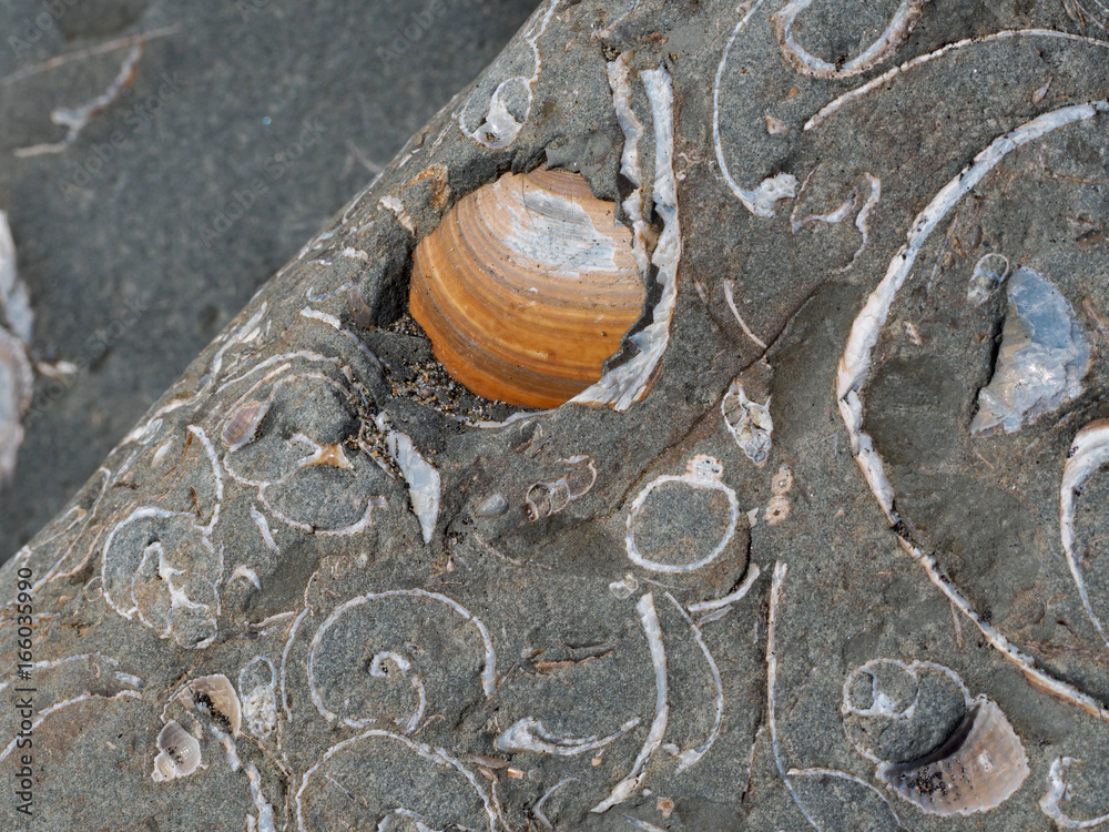 Sedimentary Rock with Shells Stock Photo | Adobe Stock