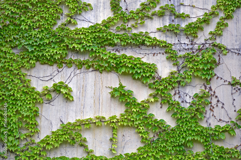 The green creeper plant on wall creates a soft focus background. Stock ...