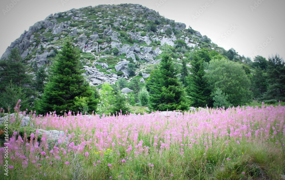 le mont gerbier-de-jonc ,source de la loire en ardèche Stock Photo ...