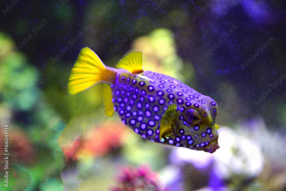 Cubicus Boxfish