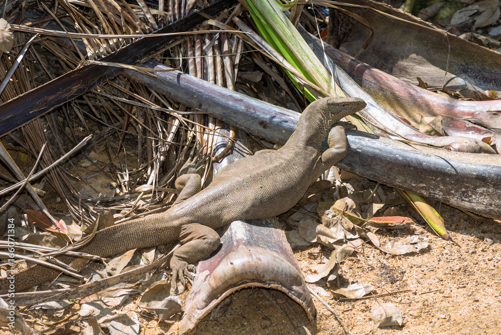 This is a Bengal monitor in the Nature of Unawatuna. It is a large ...