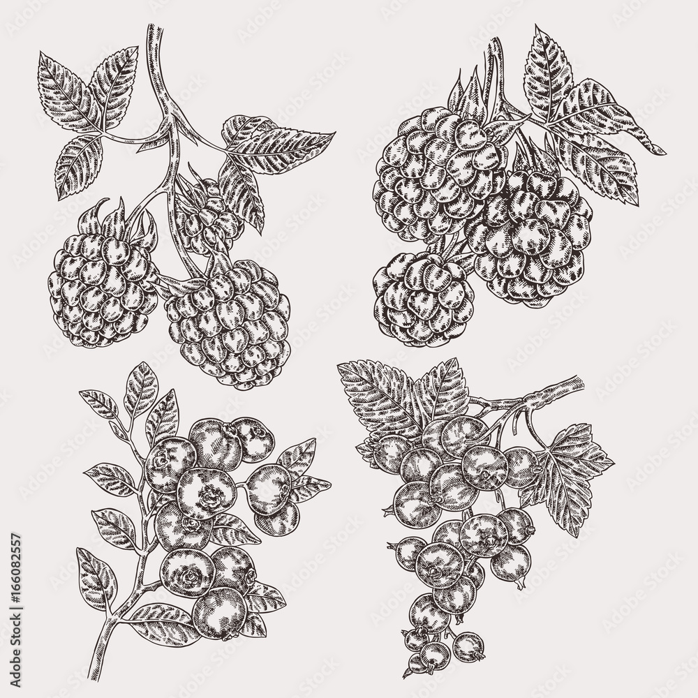 Hand drawn sketch berries. Set with blackberry, raspberry, currant and ...