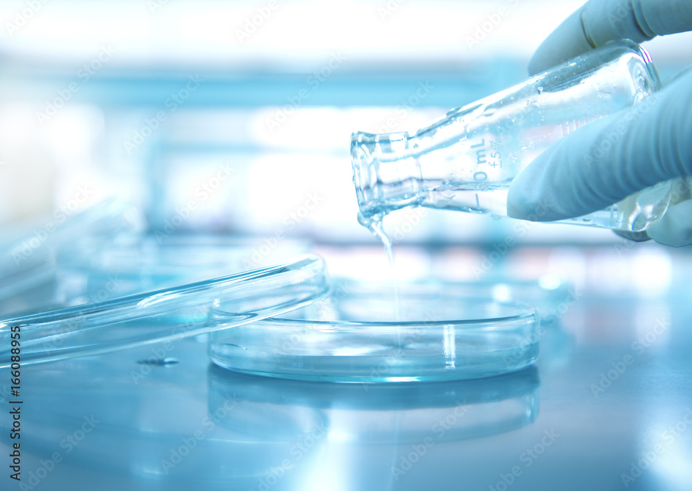 hand of scientist pouring water from flask into petri dish glass in ...