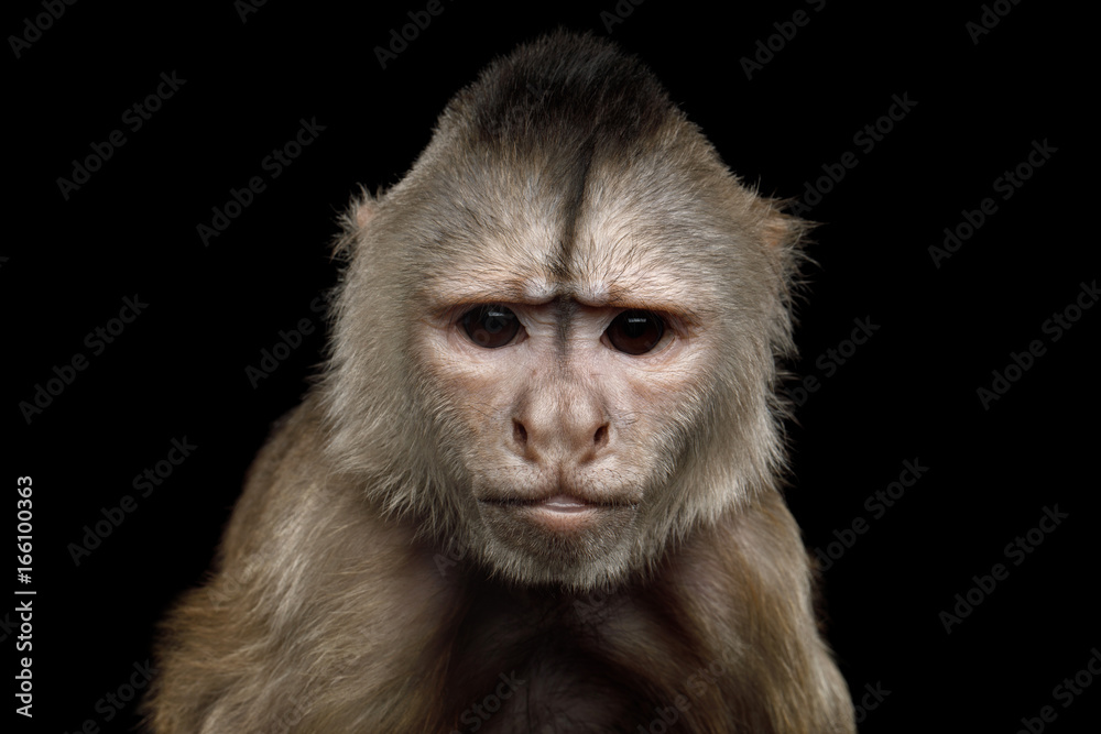 Close up Portrait of Angry Capuchin Monkey Isolated on Black Background ...