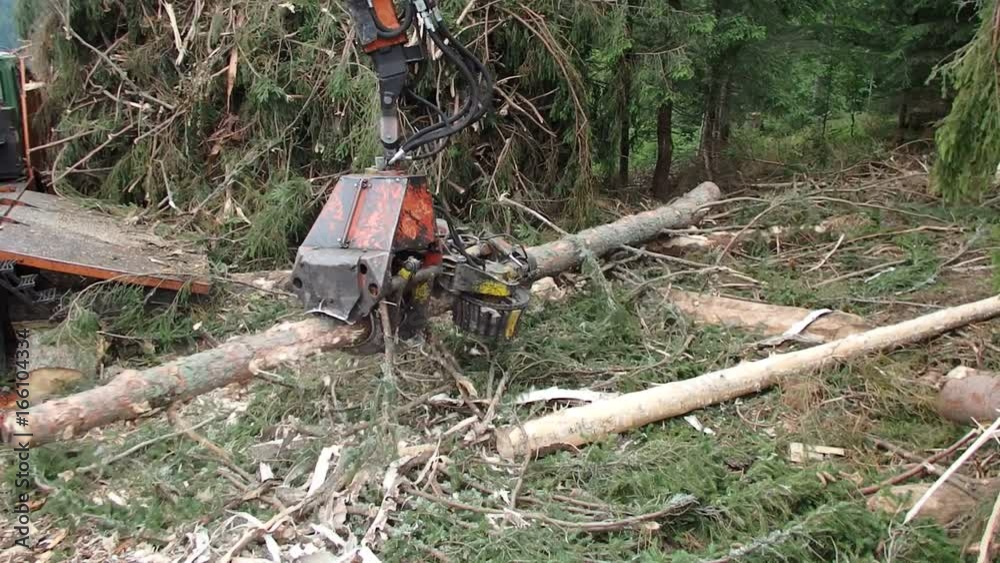 Forestry - on-site processing and delimbing of tree for lumber ...
