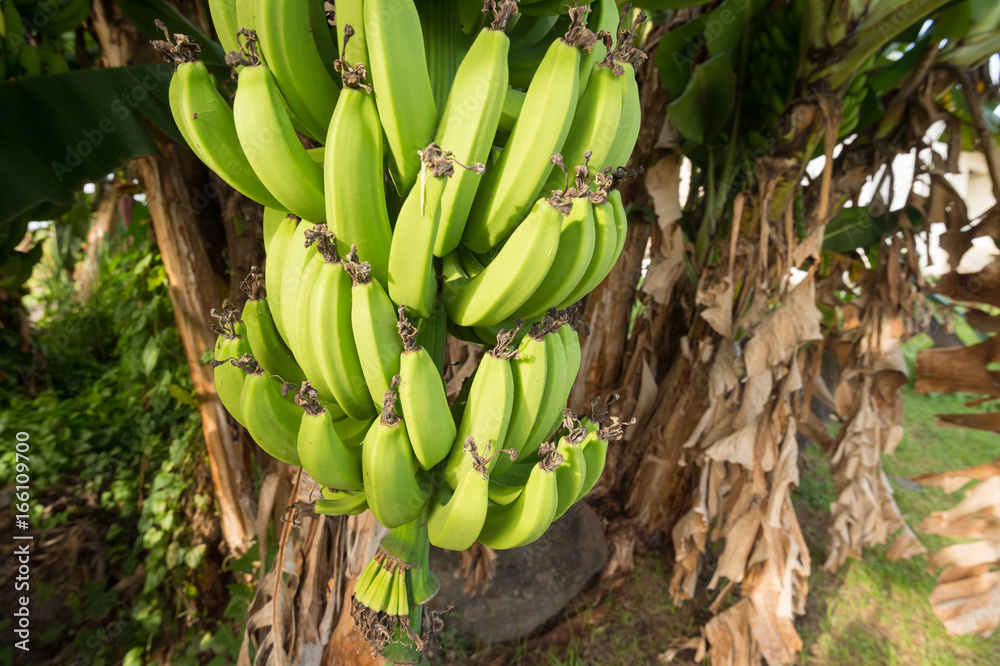 Banana tree with bunch of bananas in Martinique Stock Photo | Adobe Stock