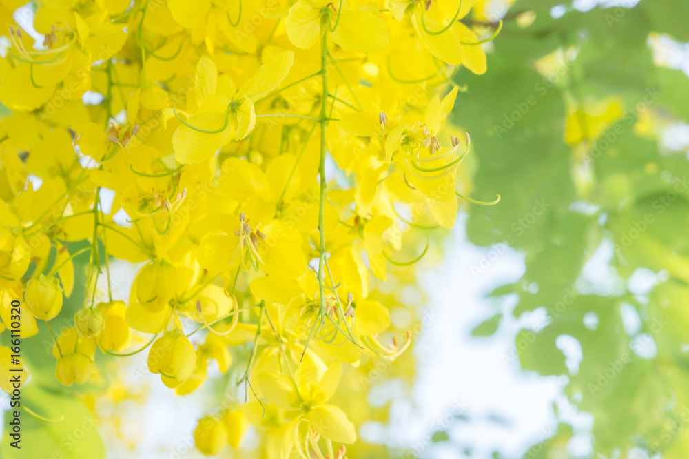 Cassia fistula flowers, Golden shower flowers , Yellow flowers summer in thailand Stock Photo ...