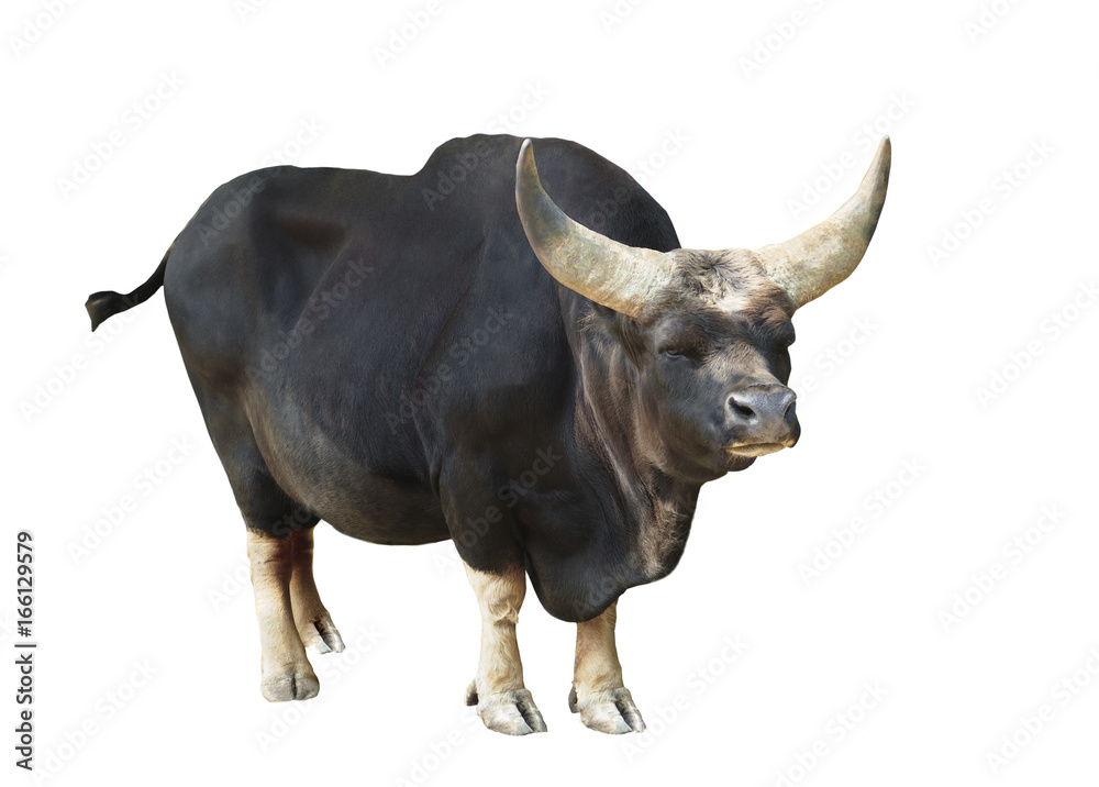 Bull isolated Stock Photo | Adobe Stock