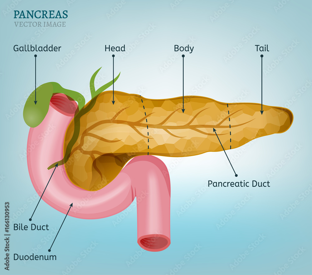 Pancreas Vector Image Stock Vector | Adobe Stock