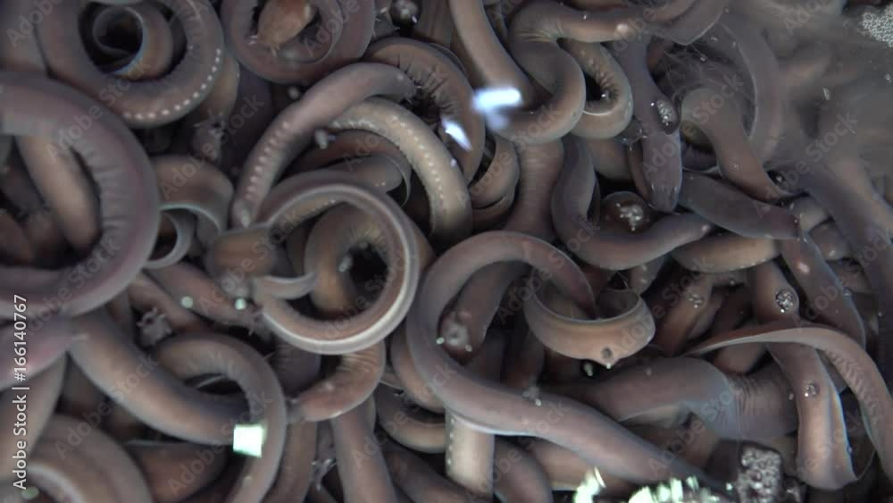 4K A lot of live eels, Inshore hagfish swiming inside a small fishbowl ...
